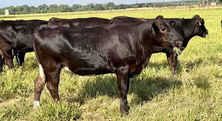 F1 Holstein Angus Cross - J&J Cattle Co