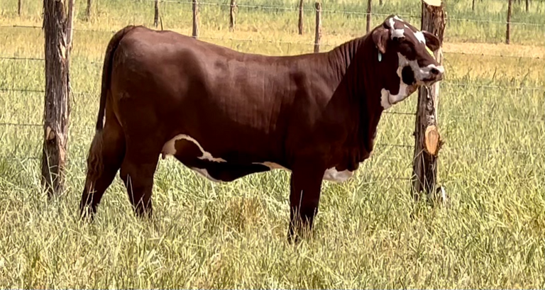 Santa Gertrudis-Hereford Cross - J&J Cattle Co