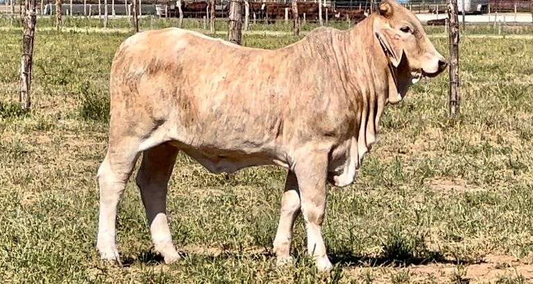 Brahman Cross - J&J Cattle Co