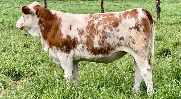 Simbrah - J&J Cattle Co