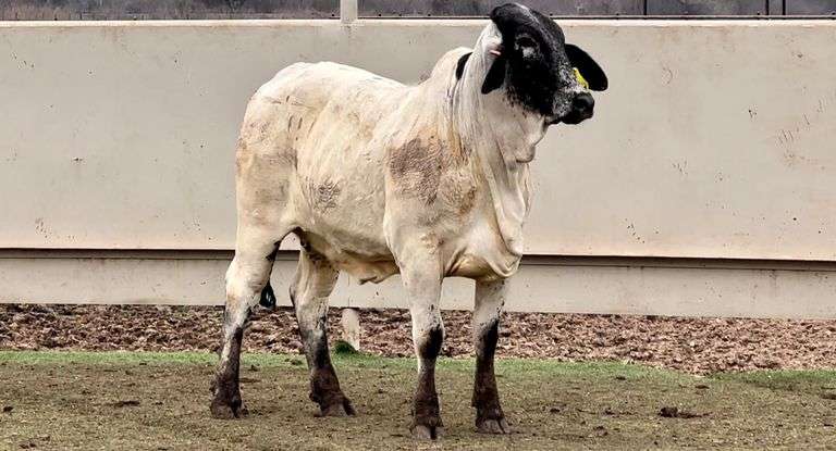 Sardo Negro - J&J Cattle Co