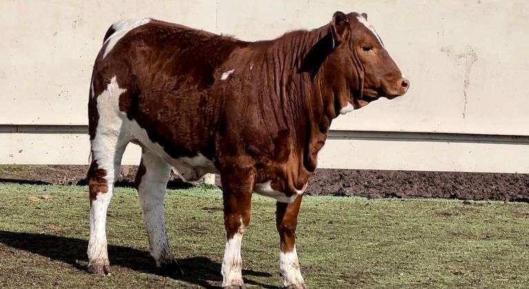 Painted Beefmaster - J&J Cattle Co
