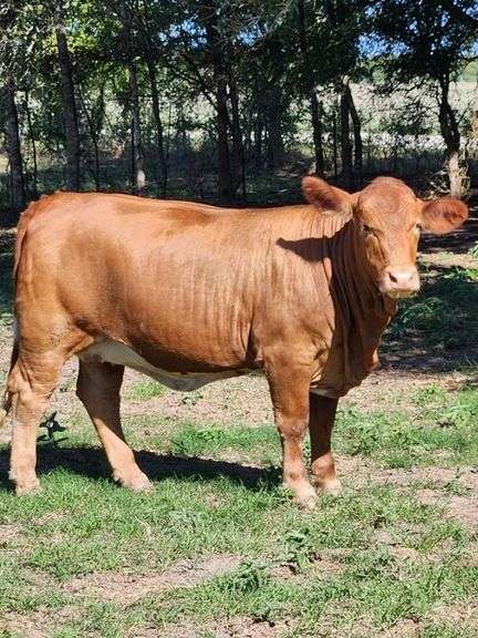 Registered Beefmaster Heifer - J&J Cattle Co