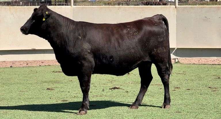 Bred Angus Cross - J&J Cattle Co