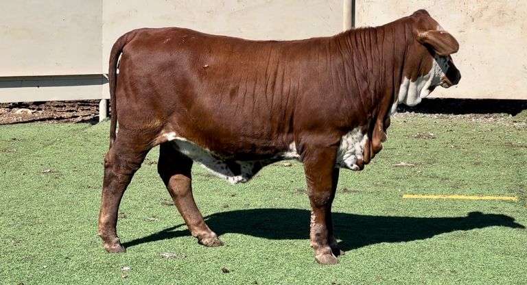 Beefmaster - J&J Cattle Co