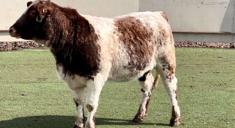 Shorthorn Brahman Cross - J&J Cattle Co