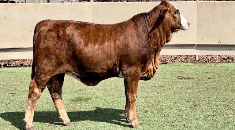 F1 Braford - J&J Cattle Co