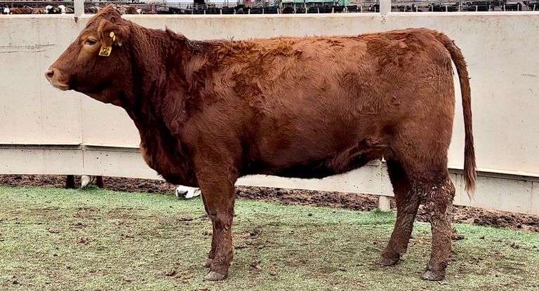 Bred Registered Beefmaster - J&J Cattle Co