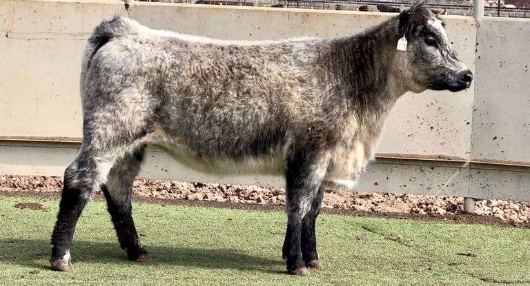 Bred Blue Roan - J&J Cattle Co