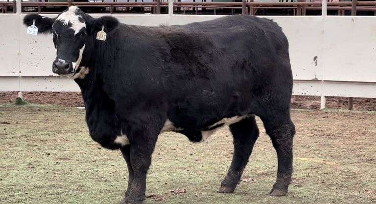 Bred Motley Face - J&J Cattle Co