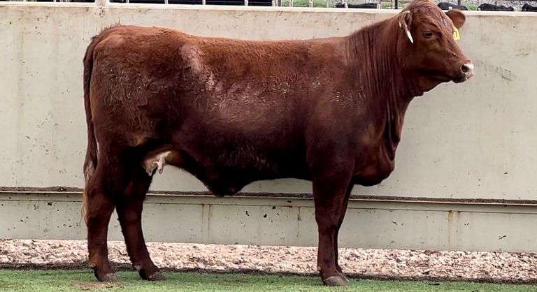 Bred Beefmaster-Red Angus Cross - J&J Cattle Co