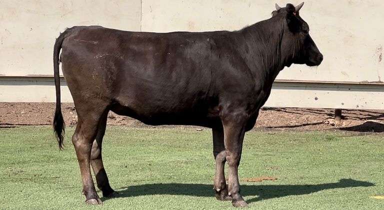 Wagyu Heifer - J&J Cattle Co