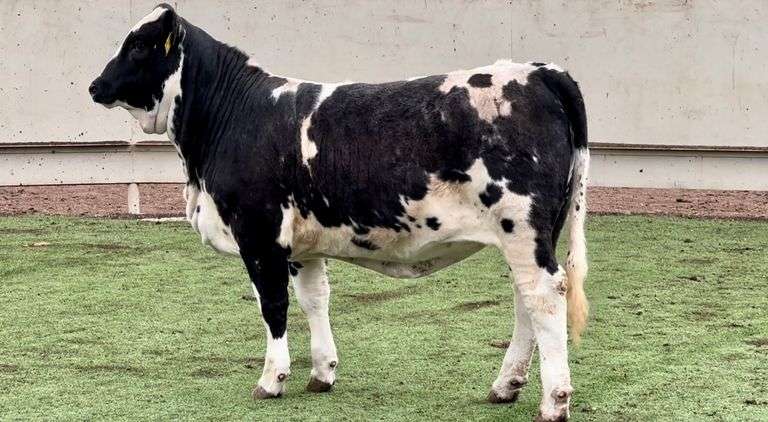 Beefmaster - J&J Cattle Co