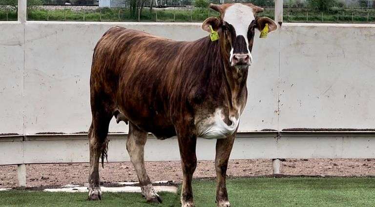 Bred F1 Braford - J&J Cattle Co