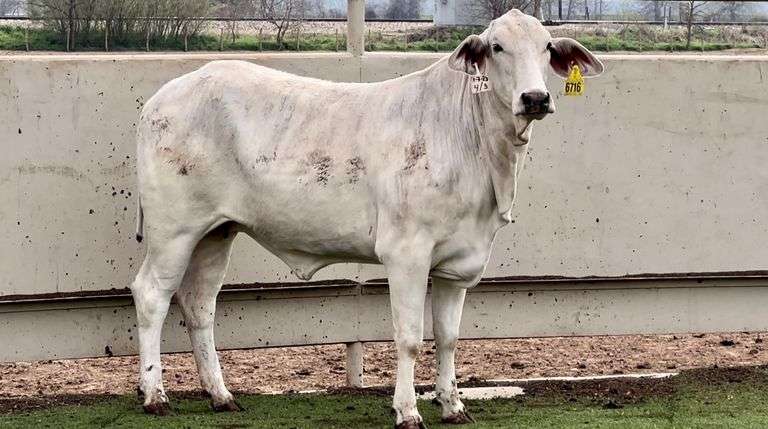 Bred Brahman Cross - J&J Cattle Co