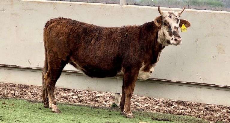 Wagyu Braford Cross - J&J Cattle Co