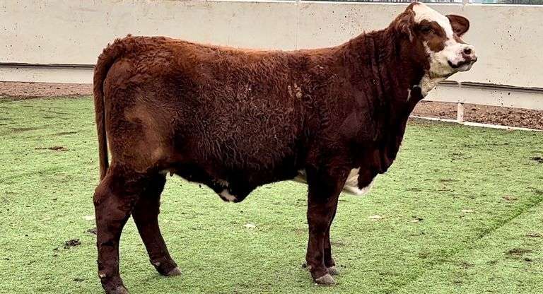 Santa Gertrudis-Hereford Cross - J&J Cattle Co