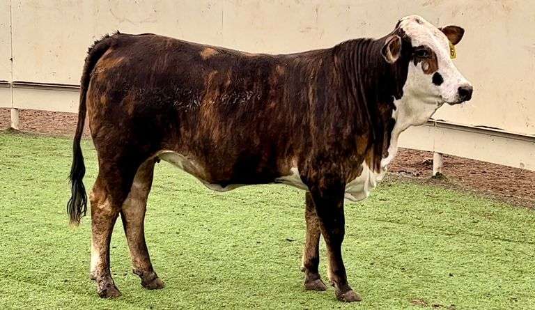 F1 Braford - J&J Cattle Co