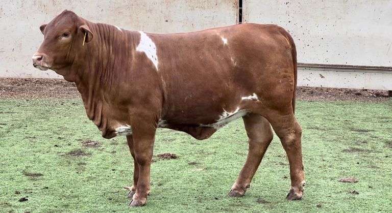 Paint Beefmaster - J&J Cattle Co