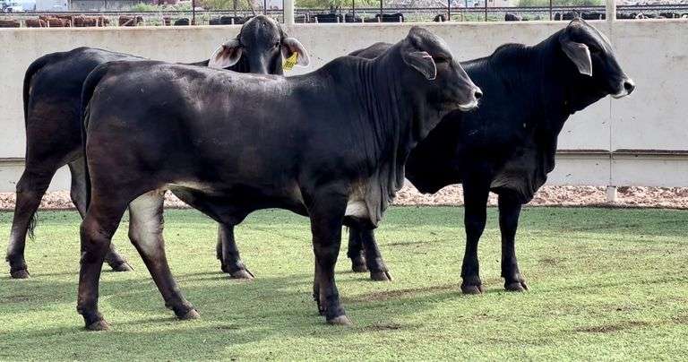 Brahman Cross - J&J Cattle Co