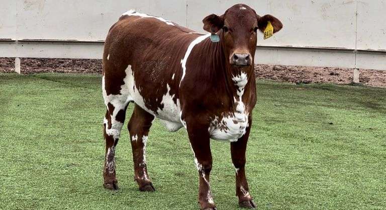Paint Beefmaster - J&J Cattle Co