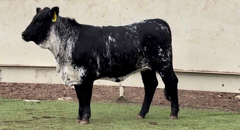 Blue Roan - J&J Cattle Co