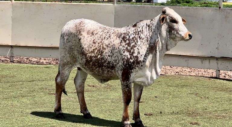 Brahman Cross - J&J Cattle Co