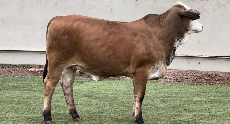 Simbrah - J&J Cattle Co