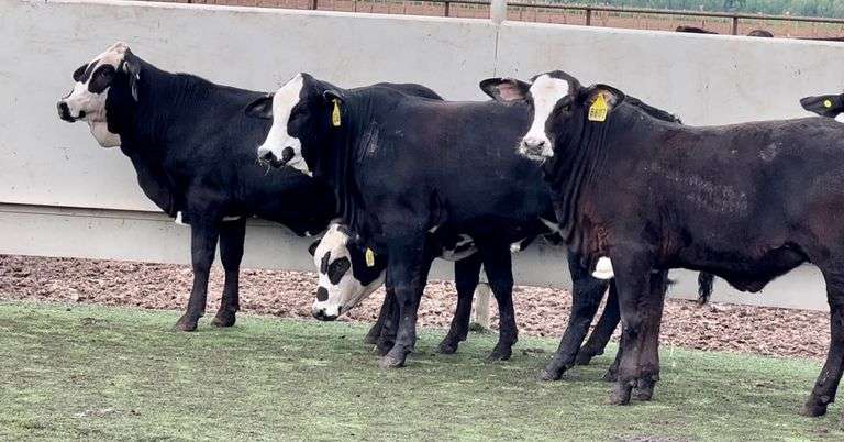 Black Whiteface - J&J Cattle Co