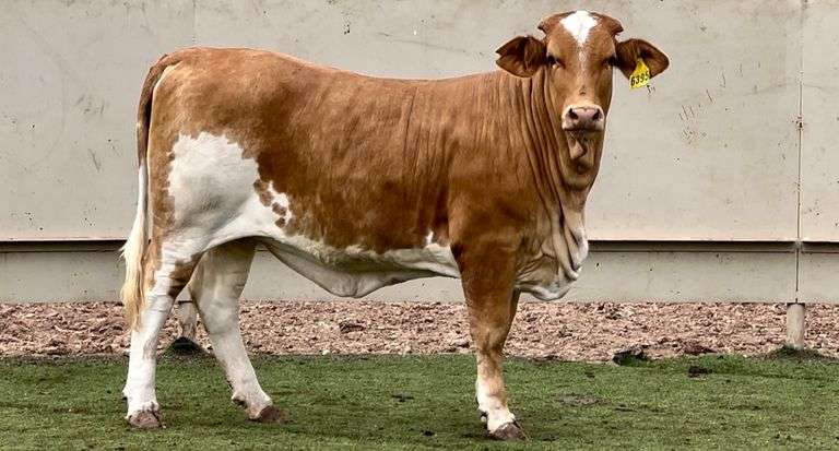 Paint Beefmaster - J&J Cattle Co