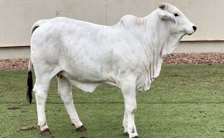 Pet Brahman - J&J Cattle Co