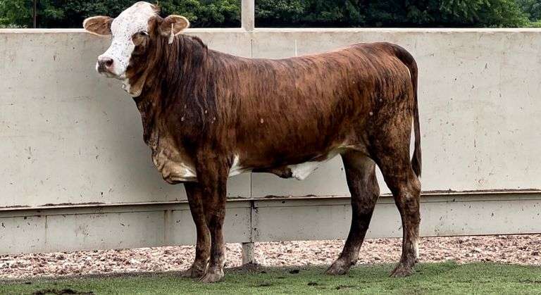 F1 Braford - J&J Cattle Co