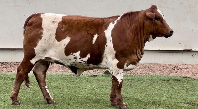Paint Beefmaster - J&J Cattle Co
