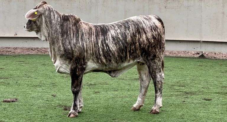 Tigerstripe - J&J Cattle Co