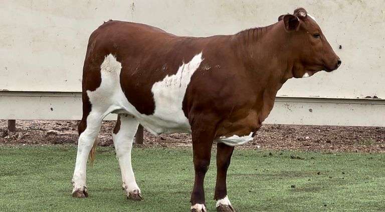 Paint Beefmaster - J&J Cattle Co