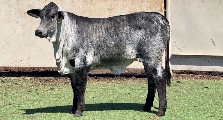 Blue Roan - J&J Cattle Co