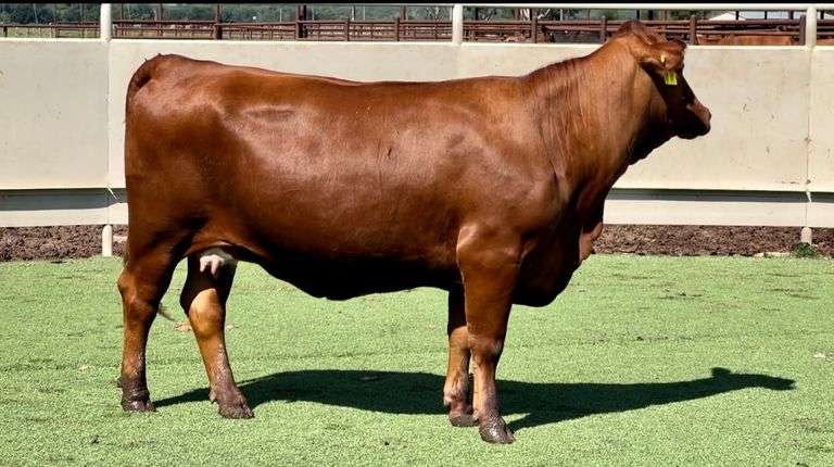 Bred Beefmaster - J&J Cattle Co