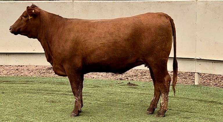 Bred Red Angus - J&J Cattle Co