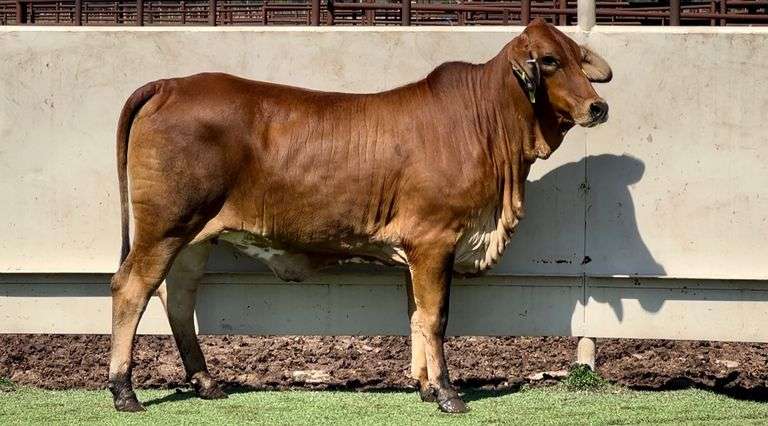 Bred Brahman Cross - J&J Cattle Co