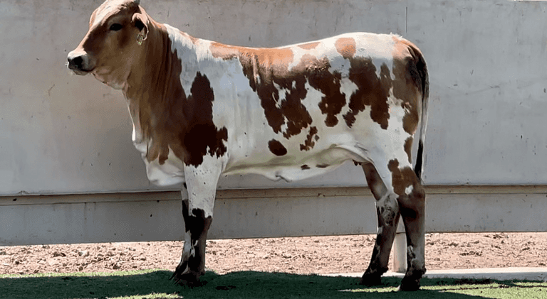 Paint Beefmaster - J&J Cattle Co