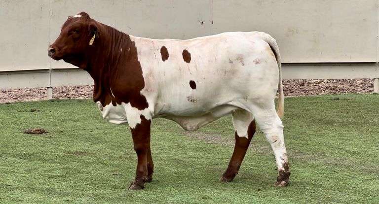 Paint Beefmaster - J&J Cattle Co