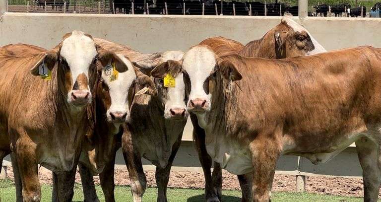 Golden Certified F1 - J&J Cattle Co