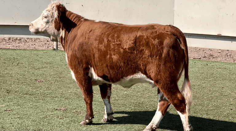 Mini Hereford - J&J Cattle Co