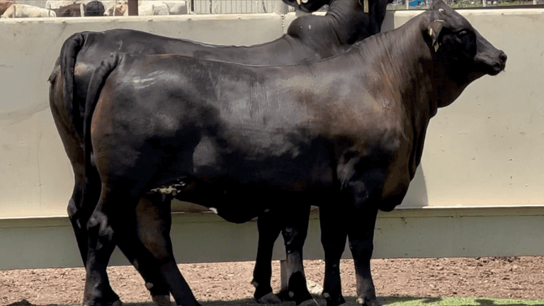 Golden Certified F1 Brangus Heifers - J&J Cattle Co