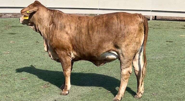 Beefmaster Cross - J&J Cattle Co