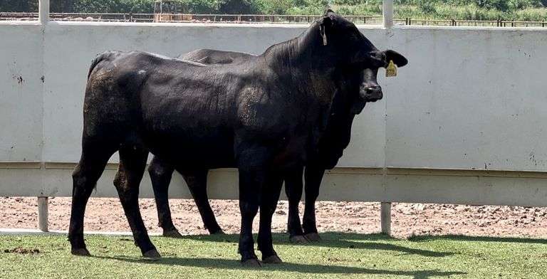 Bred F1 Brangus - J&J Cattle Co