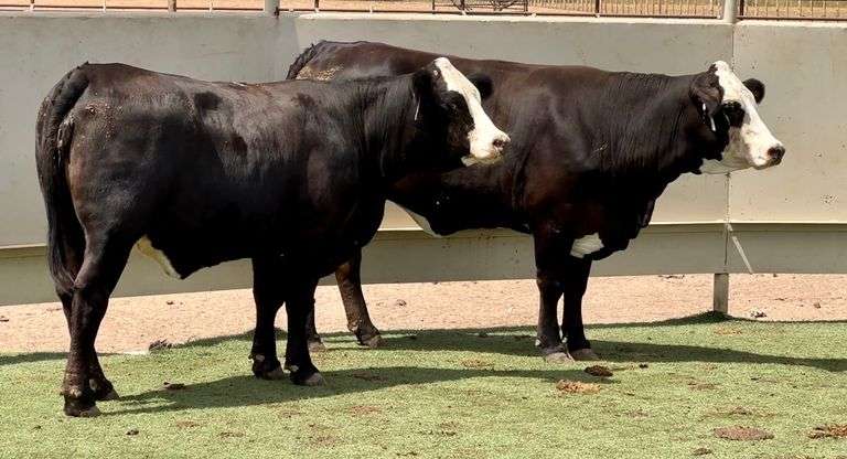 Bred Black Whiteface Cows - J&J Cattle Co