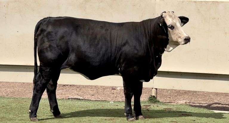 Bred Black Whiteface Heifer - J&J Cattle Co