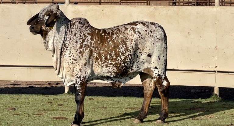 Sardo Negro Brahman Cross - J&J Cattle Co