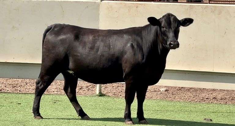 Bred Angus Cross - J&J Cattle Co